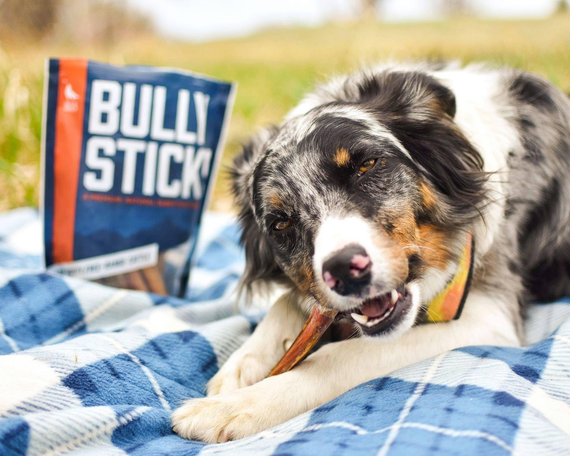 Wild Wolf 6-inch Angus Bully Sticks (8 Ounces) Healthy, All-Natural, Long-Lasting Dog Chew Bones - Natural Scent Dogs Love - Mixed Thickness