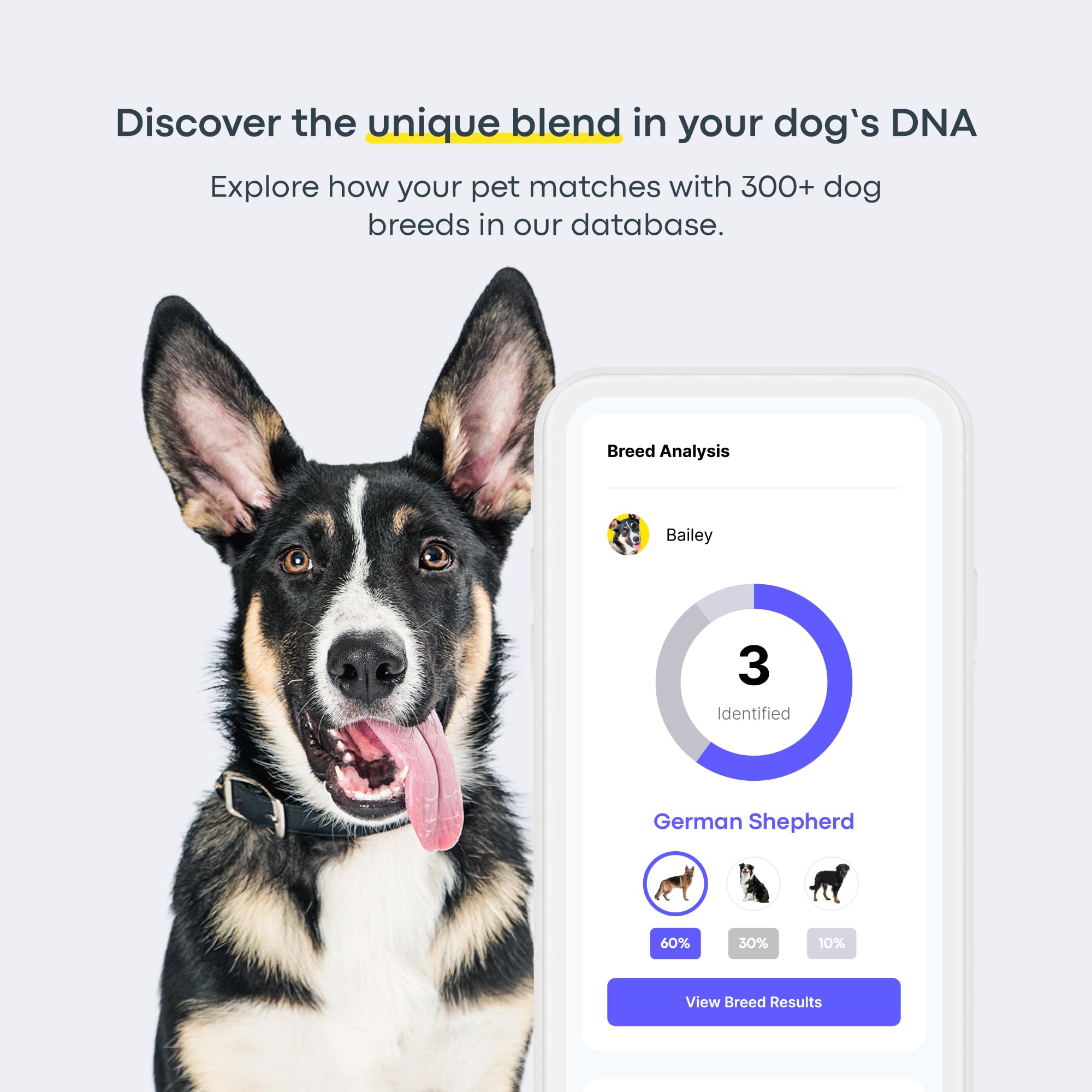 Basepaws Dog DNA Testing Kit - 300+ Breeds, 280+ Health Risks, and 30+ Traits - Comprehensive Health, Trait, and Mixed Breed Identification, Dog DNA Test kit, Test Dogs Genetic Ancestry and Heritage