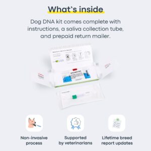 Basepaws Dog DNA Testing Kit - 300+ Breeds, 280+ Health Risks, and 30+ Traits - Comprehensive Health, Trait, and Mixed Breed Identification, Dog DNA Test kit, Test Dogs Genetic Ancestry and Heritage