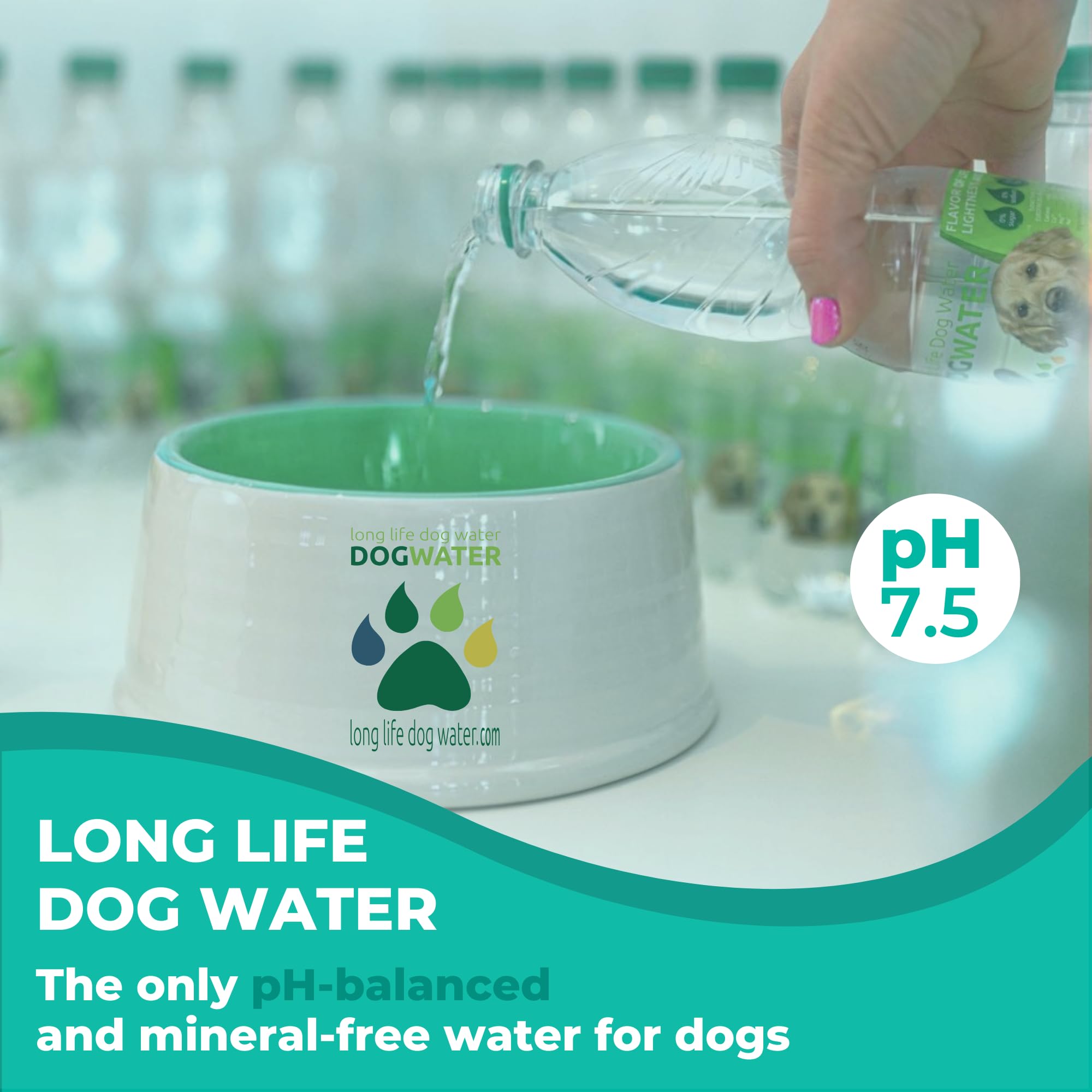 Long Life Dog Water - Natural Spring Water for Dogs, pH-Balanced Dog Water, Helps with Electrolytes for Dogs & Improve Dog Hydration, Mineral-Free - 16.9 oz 6-Pack with Free Cooling Dog Bowl 32oz