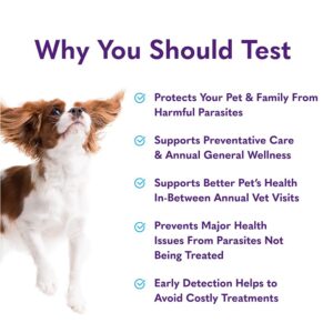 MySimplePetLab Dog Digestive Health Bundle I Mail-in Stool Test Kit for Worms/Giardia I Diarrhea Care Kit with Anti-Diarrheal Kaolin, Probiotics, & Fiber for Loose Stool & Upset Stomach