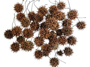 sweet gum tree seed pods for reptiles, amphibians, isopds, terrarium, bioactive enclosures, 20 count of large 1" - 1.5" natural and organic hand collected spikey balls