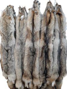 eastern coyote pelt, tanned (premium grade)