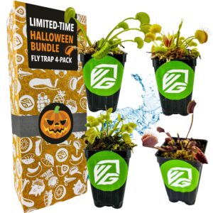 venus fly trap bundle - akai ryu (red dragon), king henry, dente & original carnivorous plants by wellspring gardens - indoor starter live plants - unique & rare fly traps - ideal for halloween decor