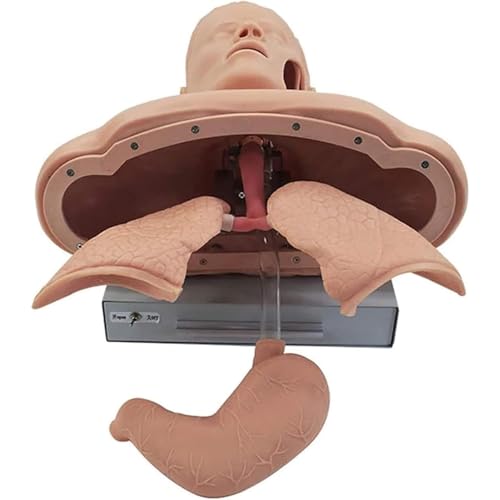 Oral Nasal Intubation Manikin,First Aid Tracheal Intubation with Alarm Function,Intubation Manikin Airway Management Trainer Advanced Human Tracheal Intubation Model