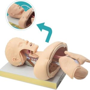 Oral Nasal Intubation Manikin, Advanced Human Tracheal Intubation Training Model Airway Management Practice Mold Teaching Instrument Demonstration Anatomical Structure