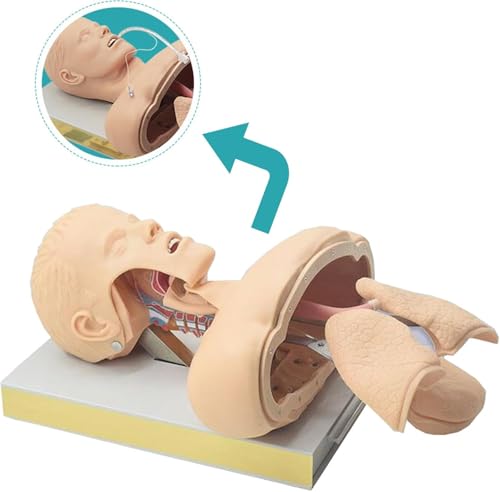 Oral Nasal Intubation Manikin, Advanced Human Tracheal Intubation Training Model Airway Management Practice Mold Teaching Instrument Demonstration Anatomical Structure