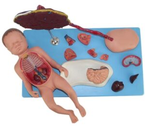 neonatal visceral anatomy birth baby umbilical cord placenta model fetal blood circulation neonatal abdominal placenta umbilical cord viscera 13 parts