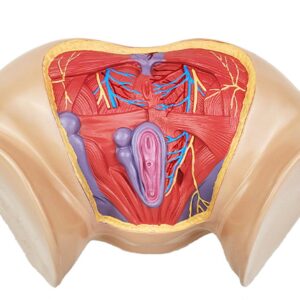 3D Human Uterus Model Uterus Vulva Combination Model Human Uterus Model, Model Model of Female Reproductive System for Human Anatomy and Physiology Education