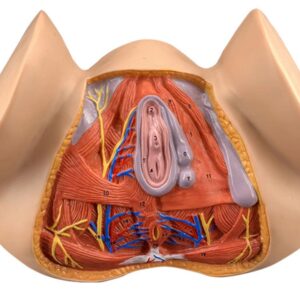 3D Human Uterus Model Uterus Vulva Combination Model Human Uterus Model, Model Model of Female Reproductive System for Human Anatomy and Physiology Education