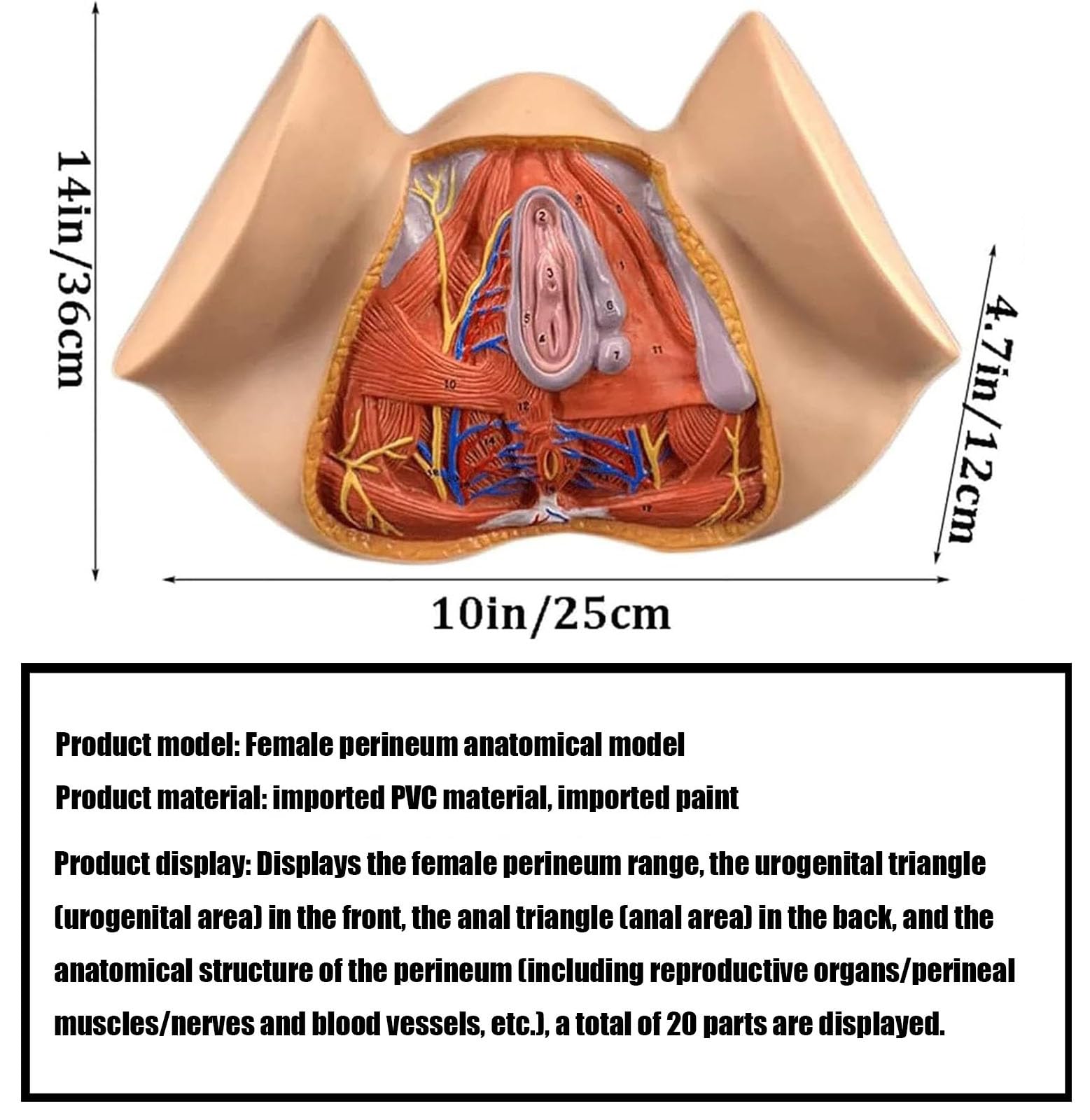 3D Human Uterus Model Uterus Vulva Combination Model Human Uterus Model, Model Model of Female Reproductive System for Human Anatomy and Physiology Education