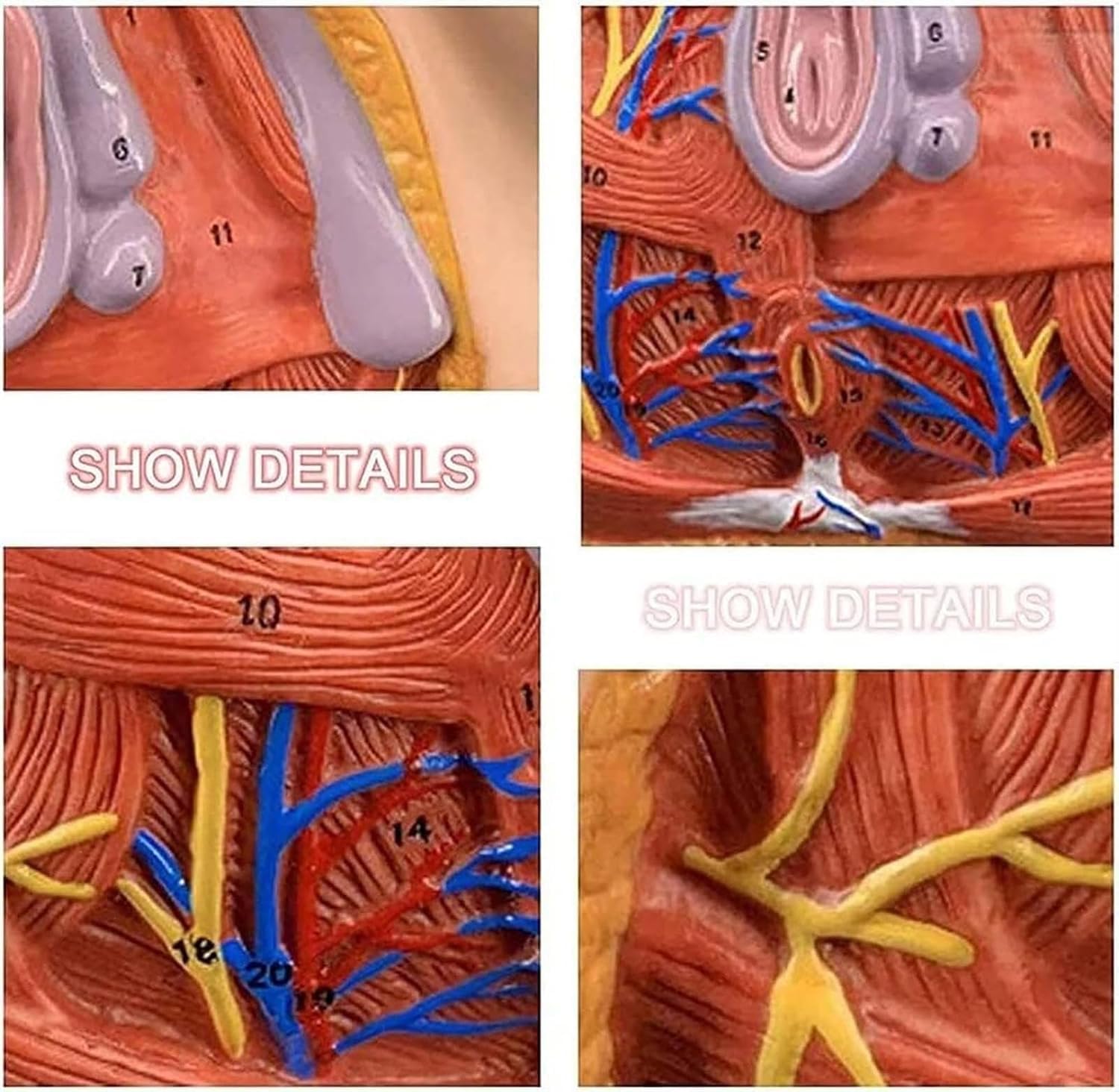 3D Human Uterus Model Uterus Vulva Combination Model Human Uterus Model, Model Model of Female Reproductive System for Human Anatomy and Physiology Education