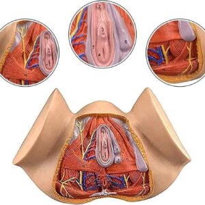 3D Human Uterus Model Uterus Vulva Combination Model Human Uterus Model, Model Model of Female Reproductive System for Human Anatomy and Physiology Education