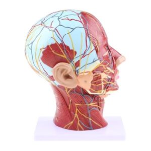 human anatomical half head face anatomy medical brain neck median section