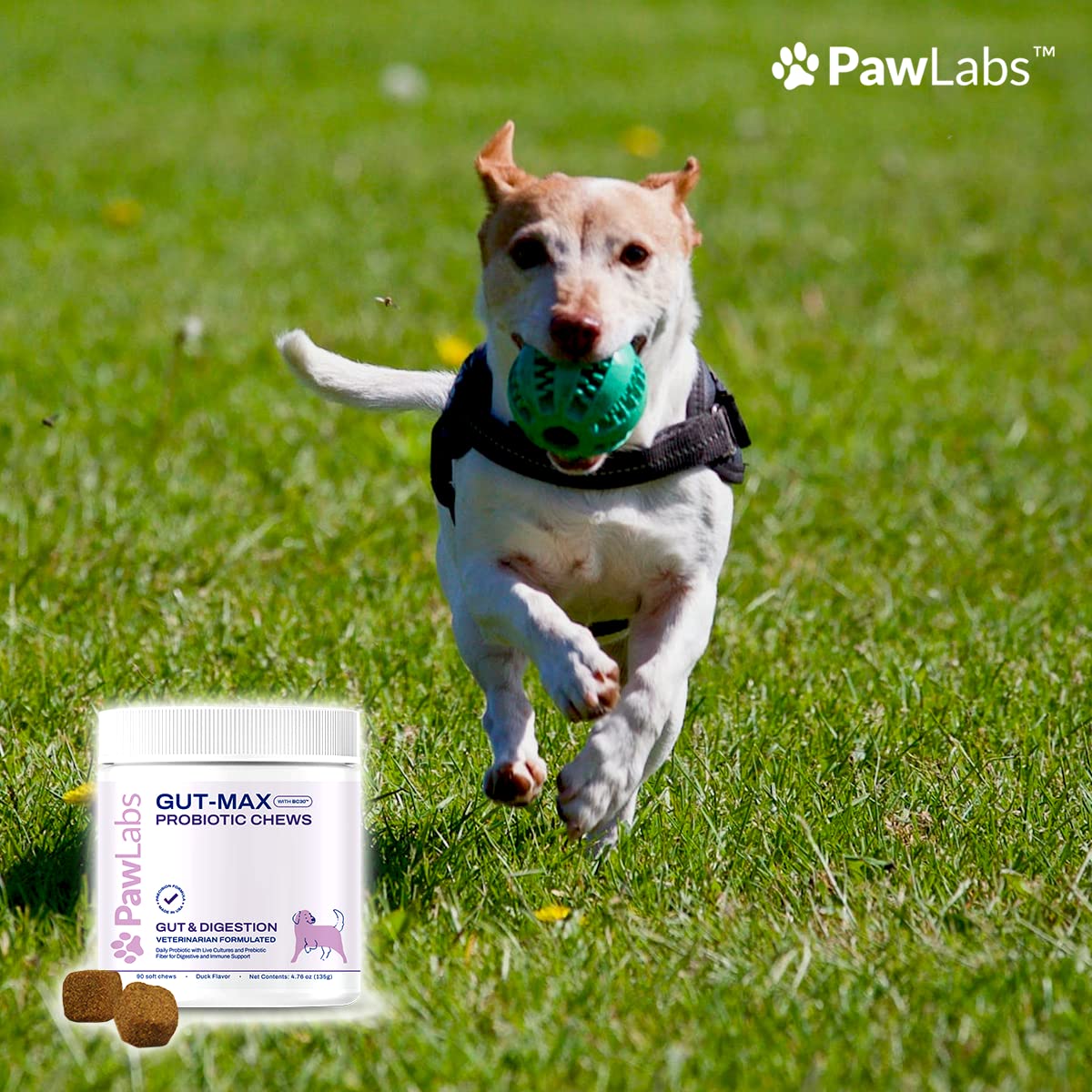 PAWLABS Gut-Max Probiotic Chews - Patented BC30™ Bacillus Coagulans - Natural, Vet Formulated Digestive & Immune Support - Relieves Diarrhea, Constipation, Bloating - Duck Flavor - 90 Soft Chews