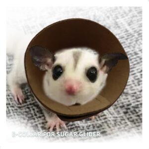 E Collar for Sugar Gliders Small Pet Recovery Collar Protective Collar After Surgery for Sugar Glider