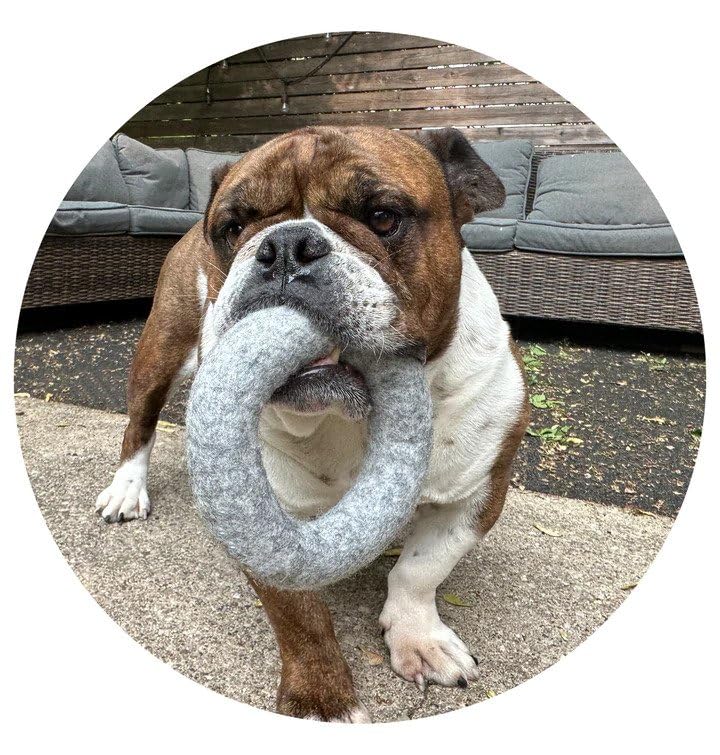 Creature ECO Organic Wool Ring Dog Toys for Moderate Chewers - Eco-Friendly Puppy Toys for Interactive Play - Natural Non Toxic Fetch Toy, Safe for Your Pet & The Planet - 1 Pack