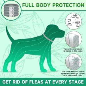 4 Pack Flea Collar for Dogs, Dog Flea and Tick Treatment, 8 Months Protection Flea and Tick Collar for Dogs, Waterproof Dog Flea Collar, Adjustable Collar Flea and Tick Prevention for Dogs, Grey