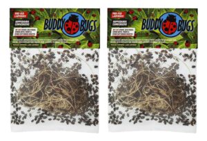 buddy bugs 3000 pre-fed live ladybugs for aphid control | hippodamia convergens | guaranteed live delivery