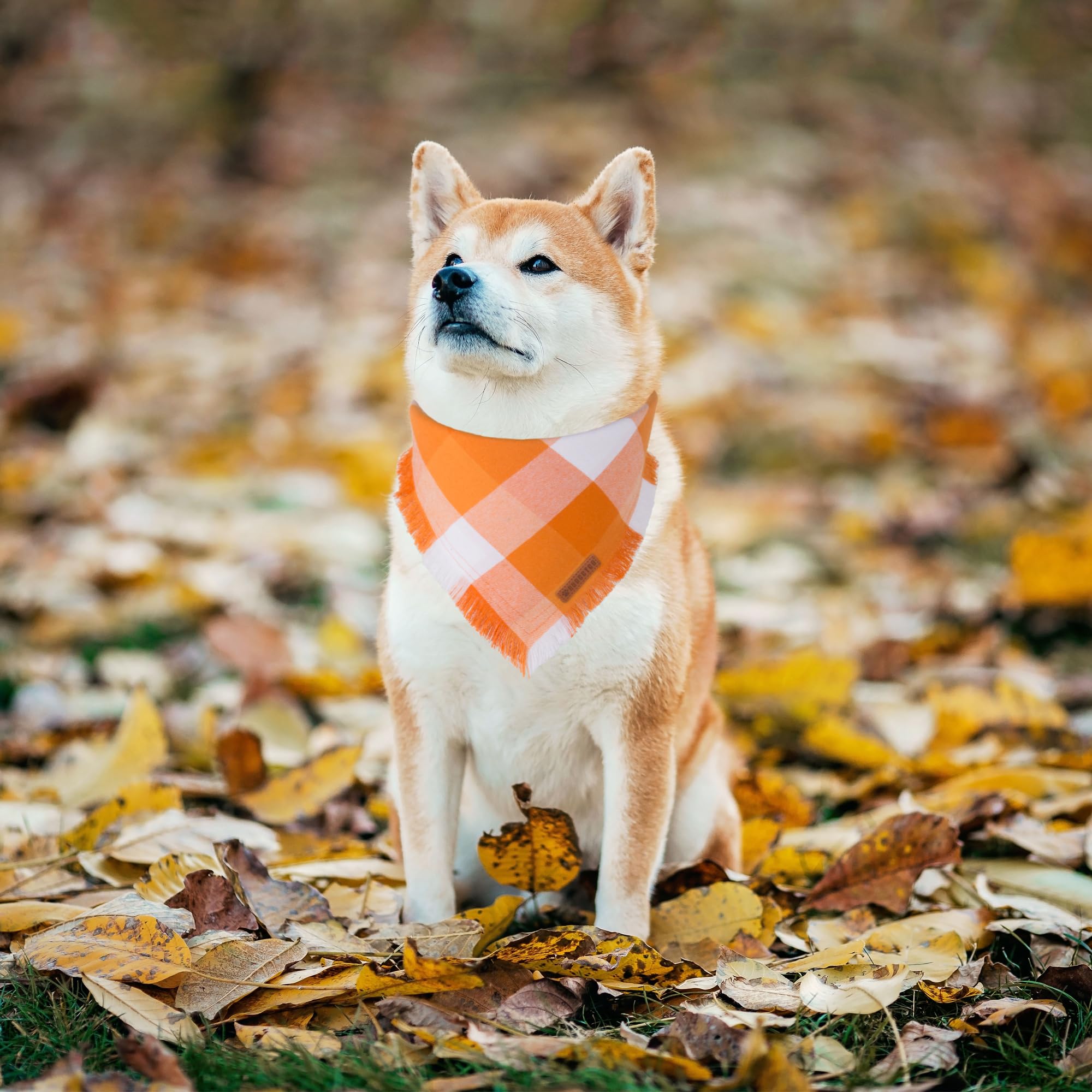 ADOGGYGO Fall Dog Bandanas, Halloween Thanksgiving Dog Bandana, Orange Plaid Dog Scarf, Multiple Sizes Offered, Fall Holiday Bandanas for Medium Large Dogs Pets (Fall, Large)