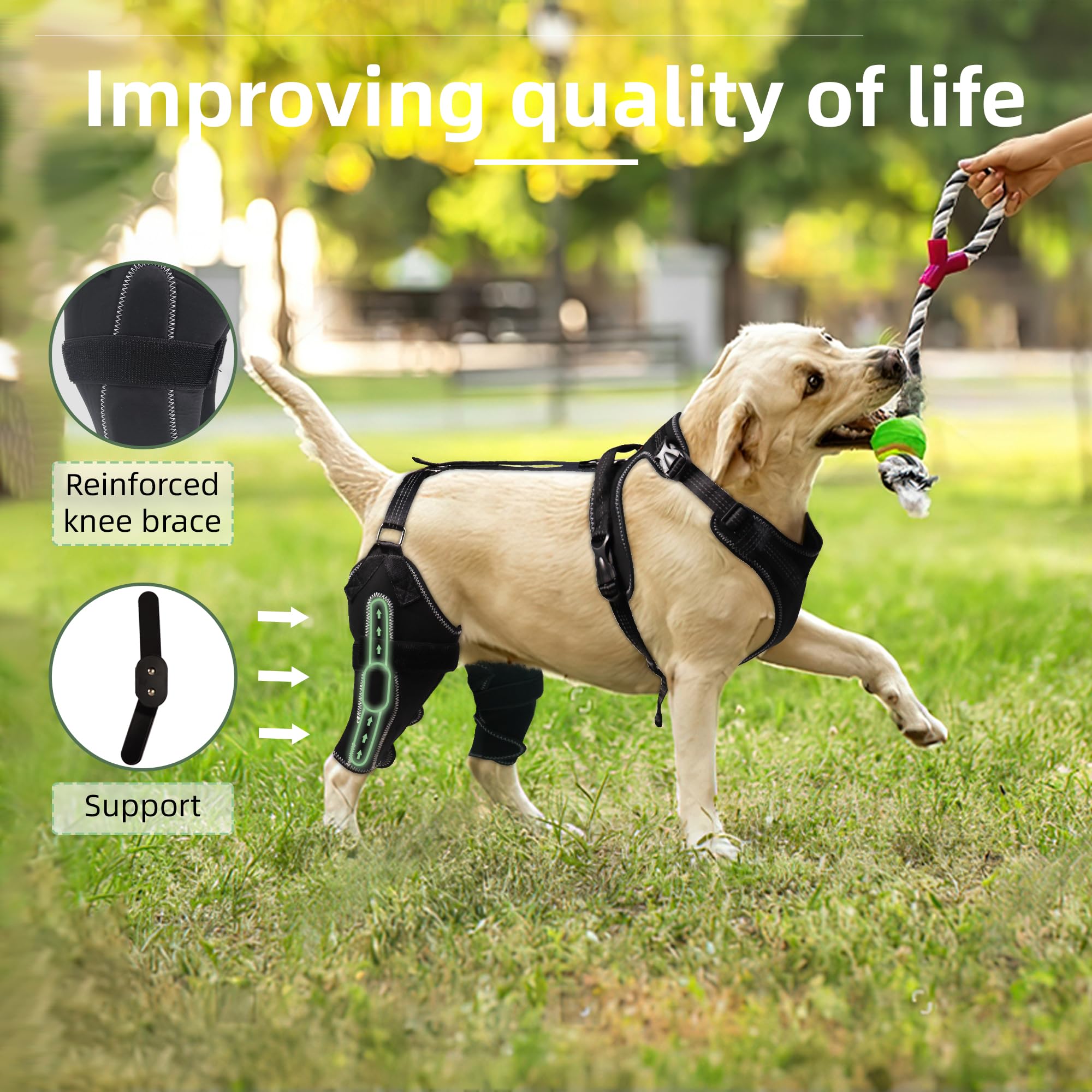 LISPOO Dog Knee Brace for Torn Acl Hind Leg, Luxating Patella, Cruciate Ligament, Dog Acl Knee Brace Support Back Leg with Arthritis Pain, Acl Brace for Dogs Rear Leg (XL)