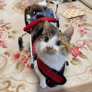 Cat Wheelchair, Newly Upgraded Pet Wheelchair, Removable Harness Design, Lightweight Cat Wheelchair for Back Legs of Doggie, Cats, Rabbits (M)