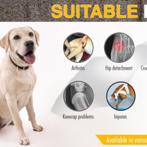 RadHaven Dog Knee Brace for Torn ACL Hind Leg, Cruciate Ligament Injuries, Patella Dislocation, Double Straps and Comfortable Dog Leg Braces for Back Leg Support (Right- Large)