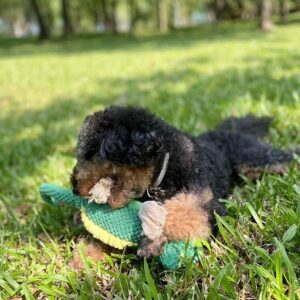 WildWave Dog Plush Toys Dog Chew Toys Pet Squeaky Toys with Squeaker, Interactive Chewing and Long-lasting Soft Toys for Puppy Small Medium Dogs Teeth Cleaning Training(Crocodile)