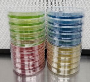 booming acres colored potato dextrose and yeast agar | prepoured premade sterile petri dish 20 pack