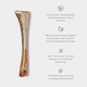 Get Joy Elk Antler Split Natural Dog Chew, Large 5-7 Inches, Odor Free, Long Lasting, Naturally Shed and Harvested in USA