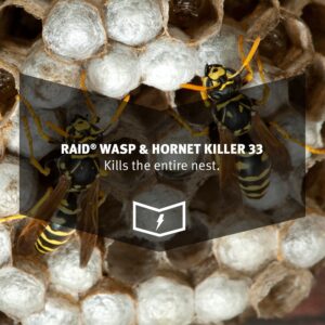 Raid Wasp and Hornet Killer (Pack - 10)