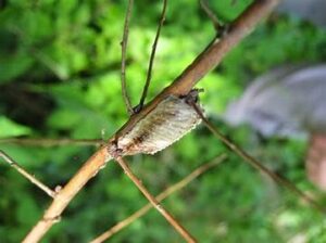 1 - carolina praying mantis egg case - collected in usa. - garden and greenhouse bug eaters