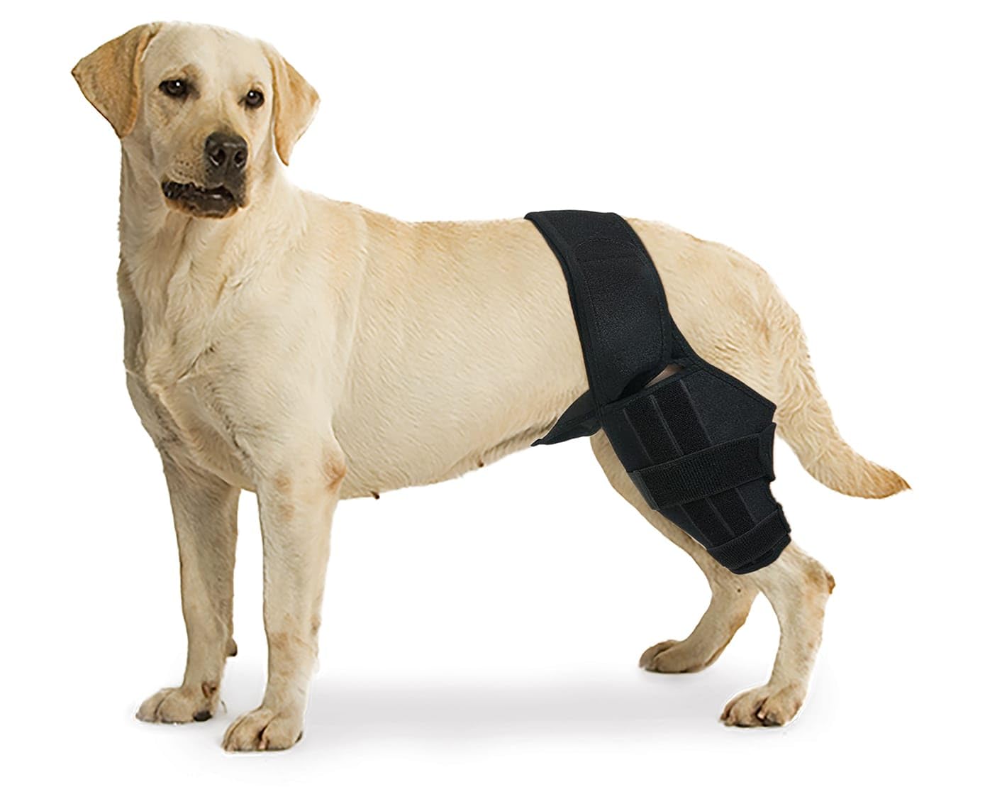 Dog Knee Brace Hind Leg Cruciate Ligament Injury for Torn ACL CCL Joint Pain Muscle Sore Inflammation (Medium)