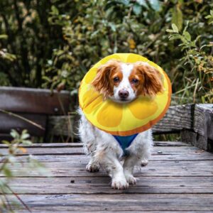 KUDES Cat Small Dog Cone Collar,{Fruit Series}Cute Orange Waterproof Elizabethan e Collar Anti-Bite Lick Wound Healing Protective Neck Cone After Surgery Recovery Collar for Small Pet,All-Season Style