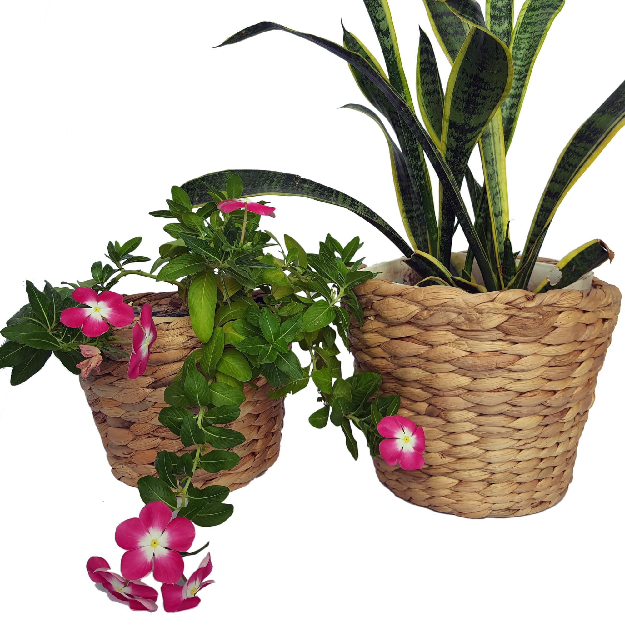 Set of 3 pcs Stylish Seagrass Planter Basket - Natural Water Hyacinth Small Storage - Made of Eco Friendly - Flower Pot Table Decoration - Boho Decor - Gift For Her