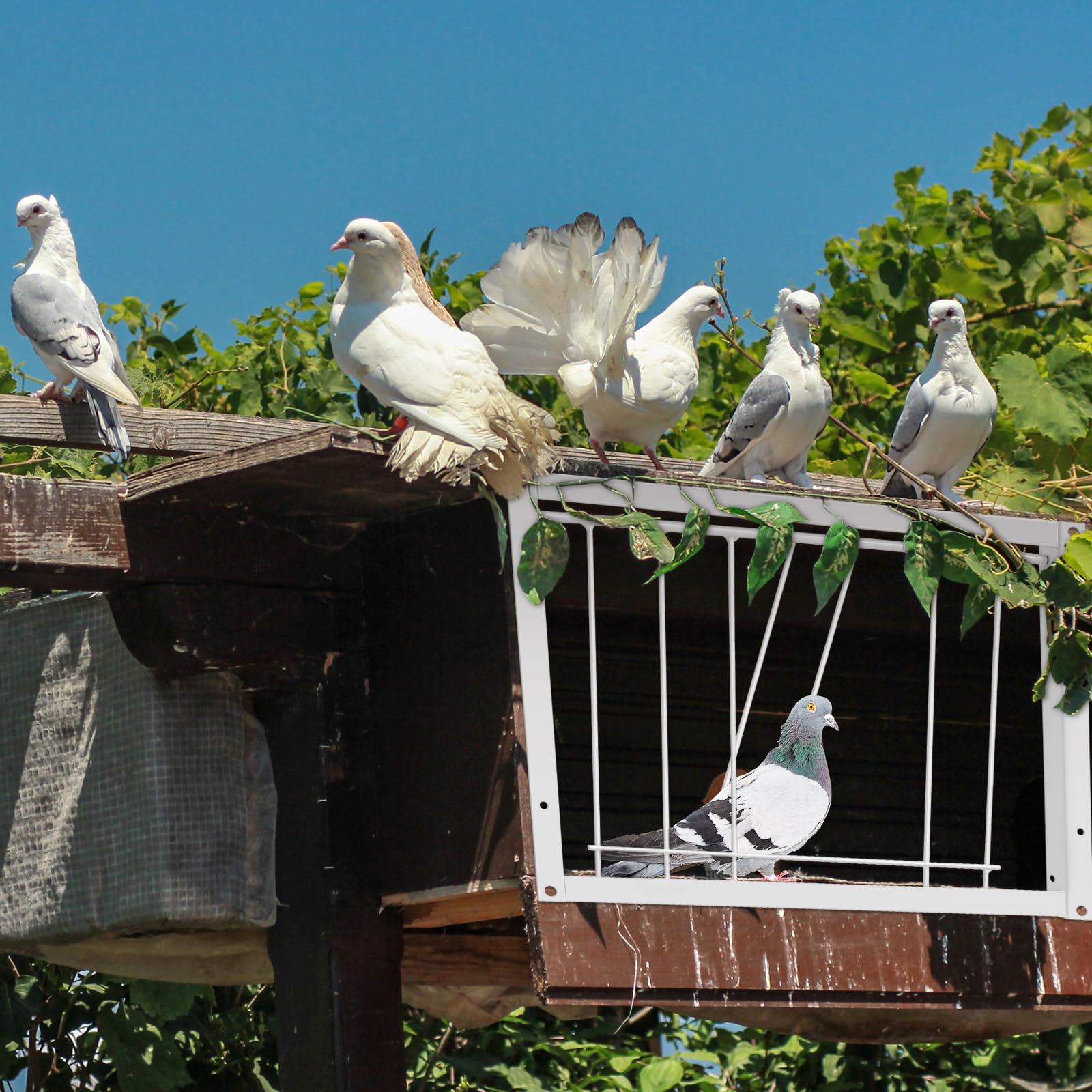 Suzile 2 Pcs 11.81" x 10.24" Pigeon Cage Door Bird Wire One Way Entrance Door Iron Pigeon Trap Door Bird House Door for Racing Supply Birdcage Breeding, White