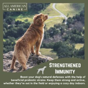 All American Canine Complete Probiotic Gut Support - Prevents Digestive Gut Health, Boosts Immune System - Blend Helps Prevent Digestive Issues Diarrhea, Constipation, & Inflammatory 90 Serving - 5oz