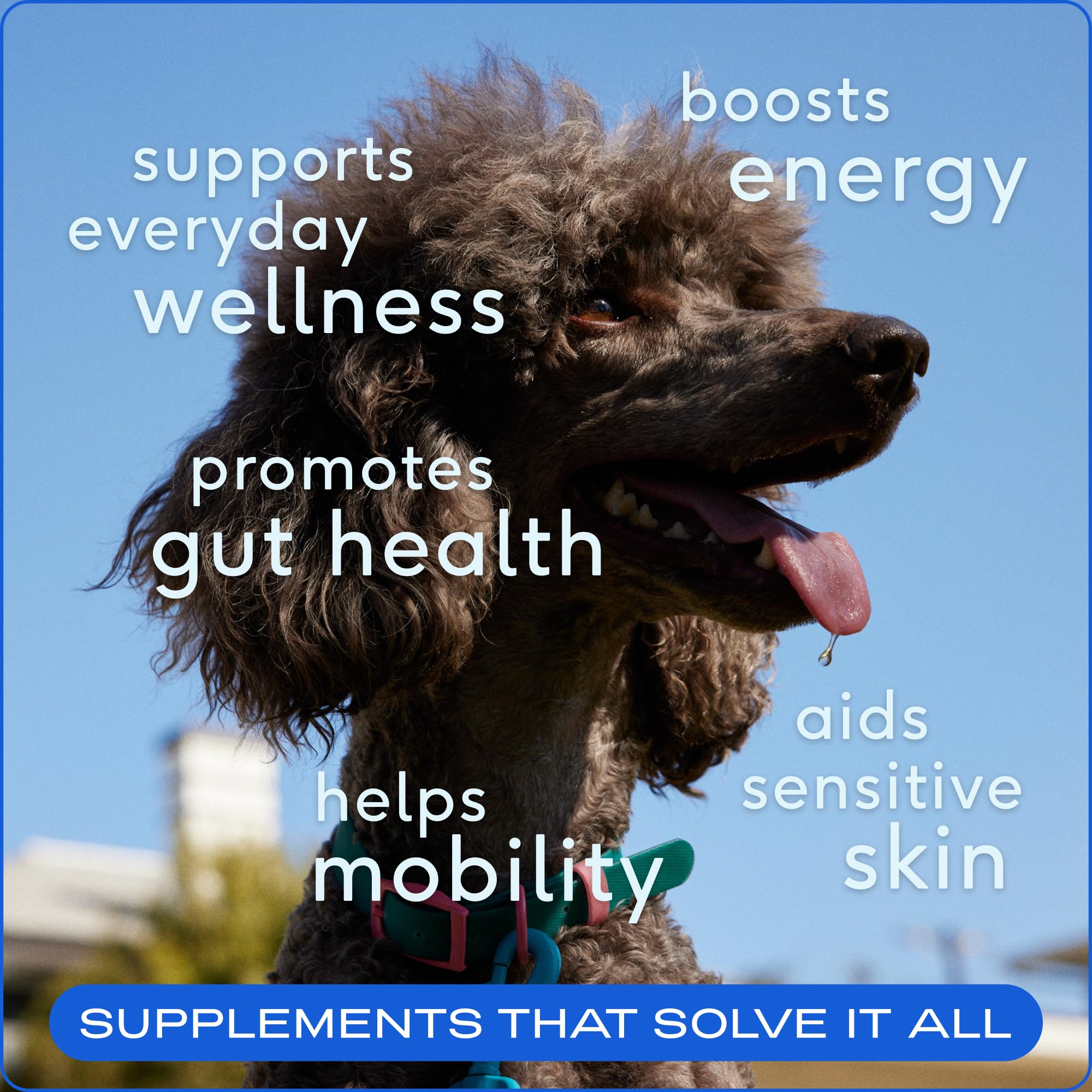 Native Pet The Daily Dog Supplement 7 oz - Multi Vitamin for Dogs Health - Tasty Scoop with Dog Supplements & Vitamins - Dog Multivitamin Powder - Daily Supplement for Dogs - 12 Active Ingredients