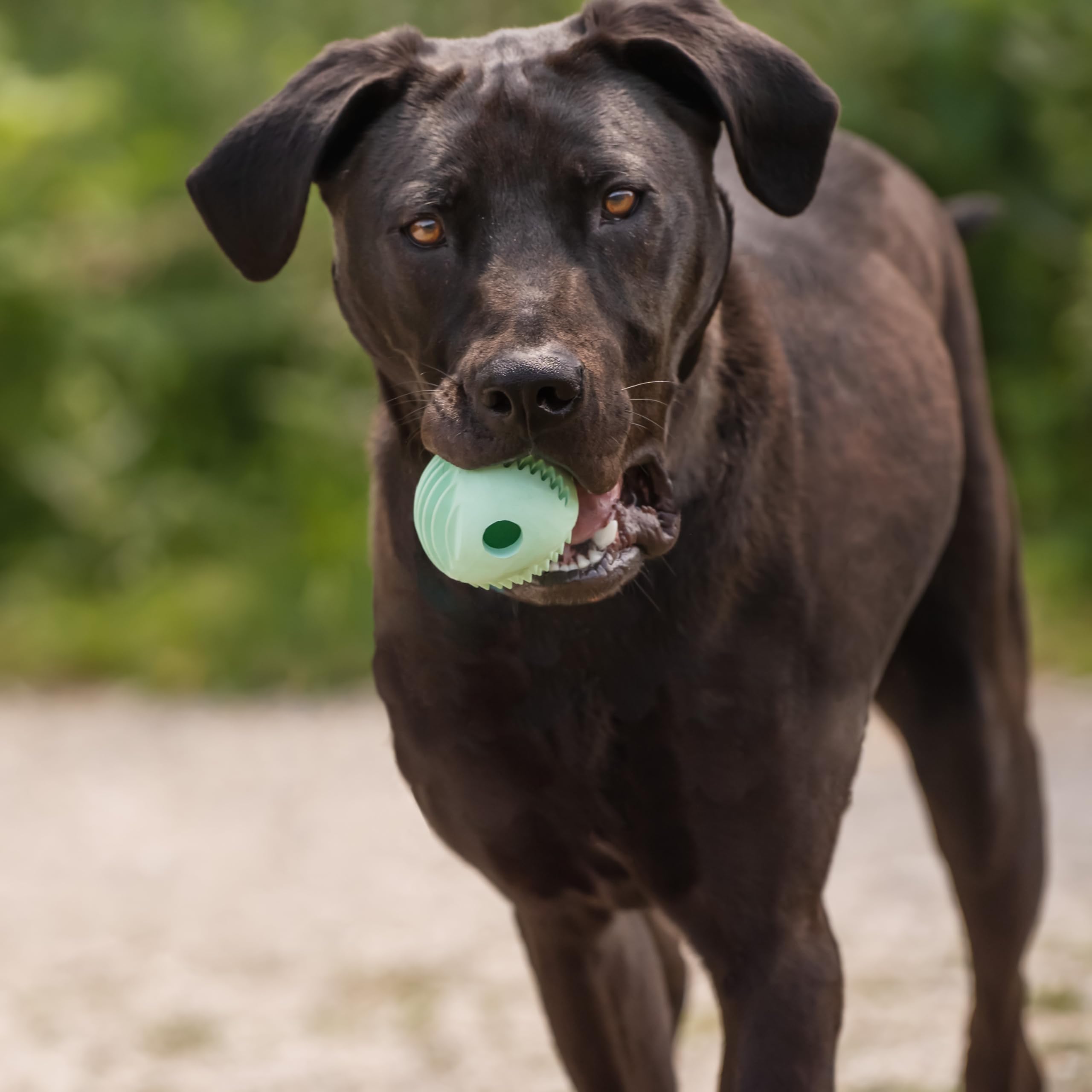 Chew King Dental Dog Toy Collection, Fetch Ball Clinically Proven to Remove Plaque