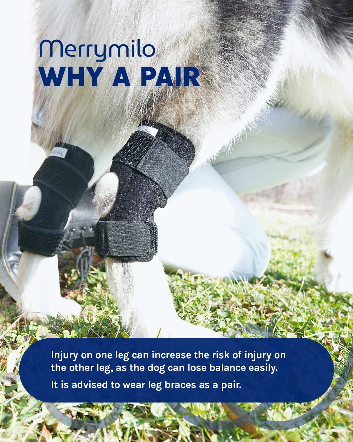 MerryMilo Dog Leg Brace for Rear Hock & Ankle, Canine Hind Leg Joint Compression Wrap for Torn ACL & CCL, Injury and Sprain Protection, Wound Care and Loss of Stability 1 Pair, Size: Large