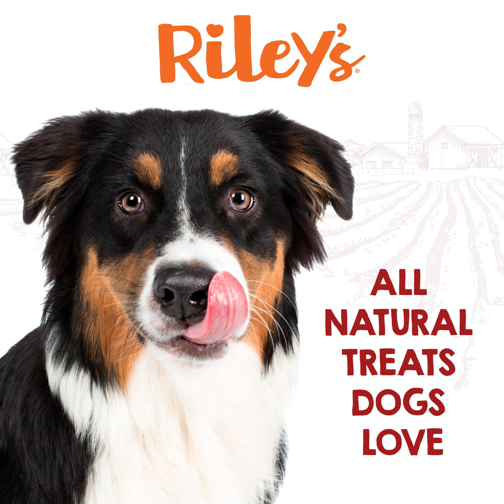 Riley's Cod Skins for Dogs - Air Dried Single Ingredient Dog Treats - Short, Hand Wrapped Cod Skin Dog Treats - Sustainably Caught in Iceland - 3 Pack 5 inch Chew Sticks