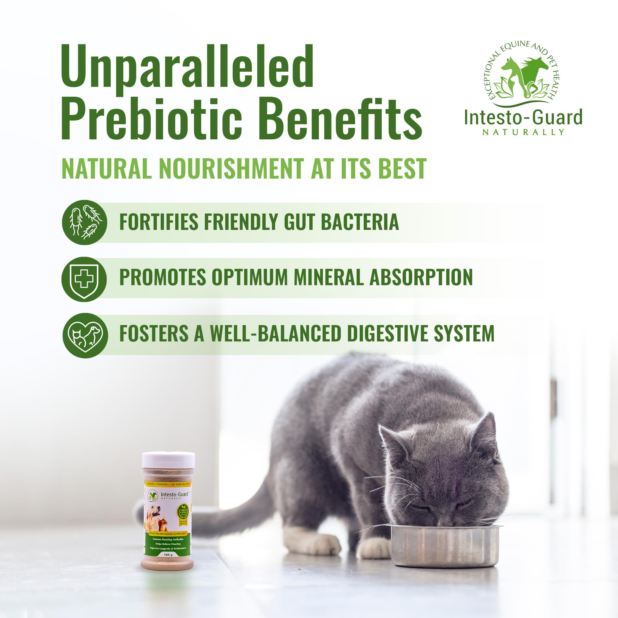 INTESTO-GUARD Probiotic Pet Supplement Prebiotic & Probiotics for Dogs & Cats Bowel, Digestive & Immune Support Supports Gut Flora, Nutrition - 180G Powder, 90 Day Supply (6 Pack) - All-Natural