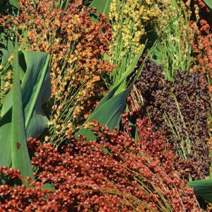 gardening treasures: 40 ornamental broom corn seeds