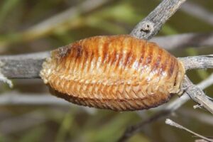 1 european praying mantis egg cases (m. religiosa) despite being an introduced species, it is the official state insect of connecticut