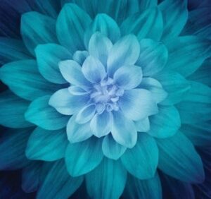 hoffman dream big digital flower panels - p4389 21 teal panel 43"x43" fabric