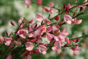 sister rosie® scotch broom - 4" pot - cytisus - proven winners