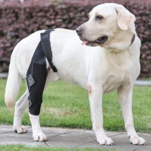 2x support dog knee brace with metal strips for joint pain relief, dog leg brace for torn acl hind leg, rear leg brace with adjustable traction belt for cruciate ligament injury, arthritis (large)