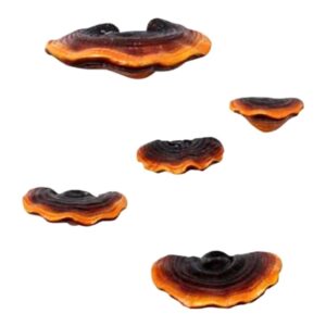 srutueo 5 pcs mushroom shelf wall decor small wall shelf corner wall decor resin for bedroom mushroom decor floating shelves