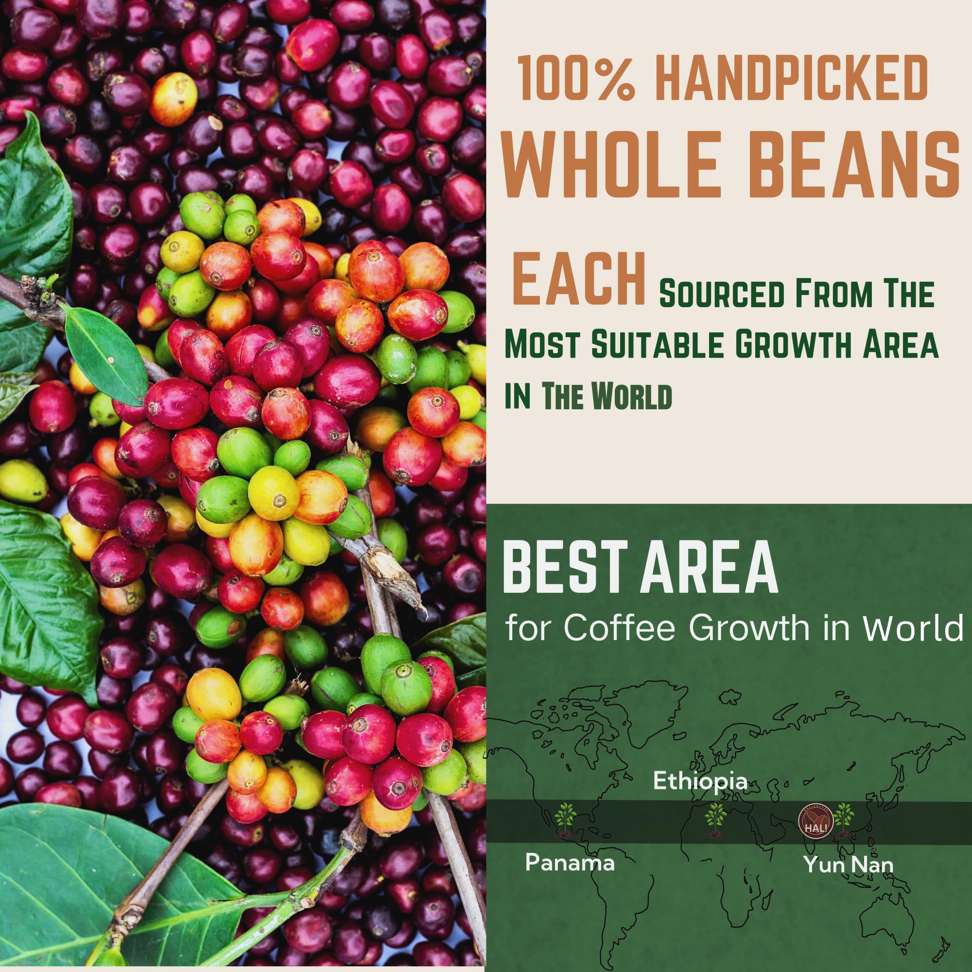 HALI Whole bean Coffee Beans Espresso Beans Whole Geisha Coffee Beans Light Medium Roast Ethiopia Coffee Floral Citrus Sweet Flavor Notes Freshly Roasted Coffee Beans Whole , Ethiopia Gesha 8 Ounce 8oz Pack