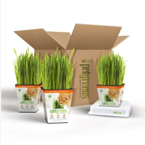 pre-grown organic cat grass plant for indoor cats. natural live cat treats (3 pack cat grass with stand)